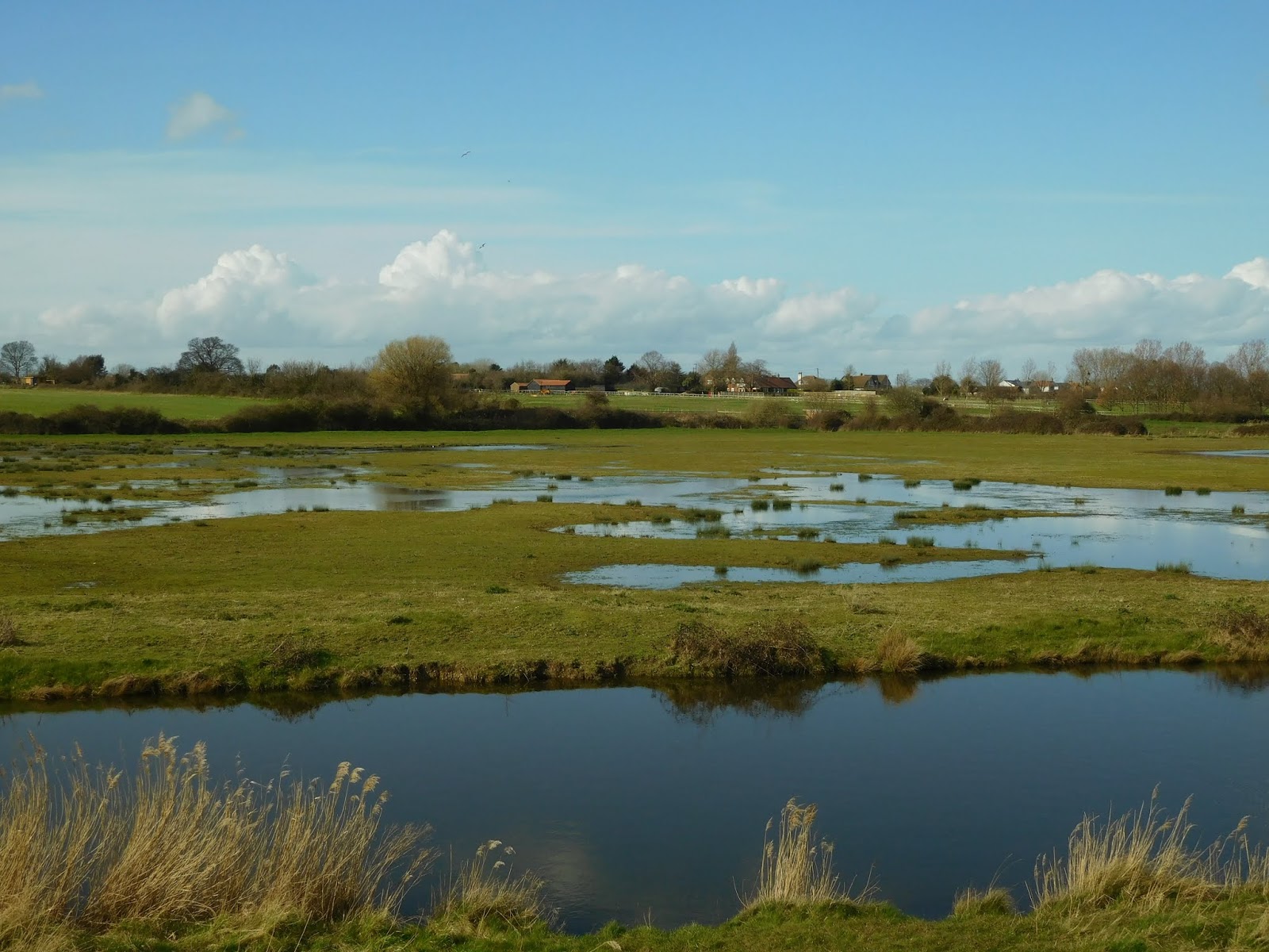MERSEA WILDLIFE: BASKING ADDER