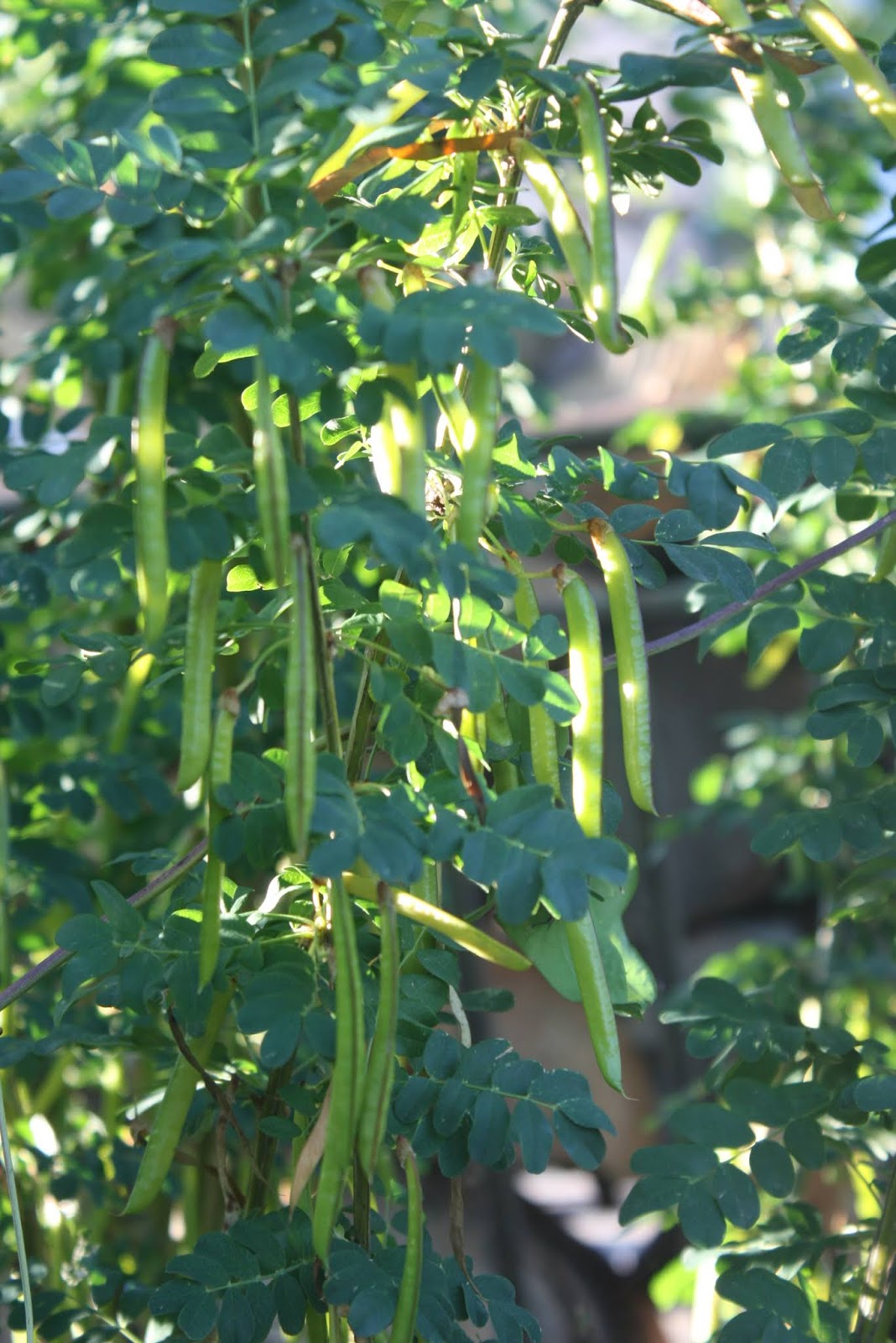 Balkan Ecology Project : Nitrogen Fixation - How it Works and a Look at ...