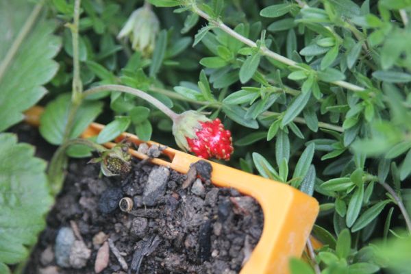 Mudflower: Strawberry x Raspberry intergeneric hybrid berry taste
