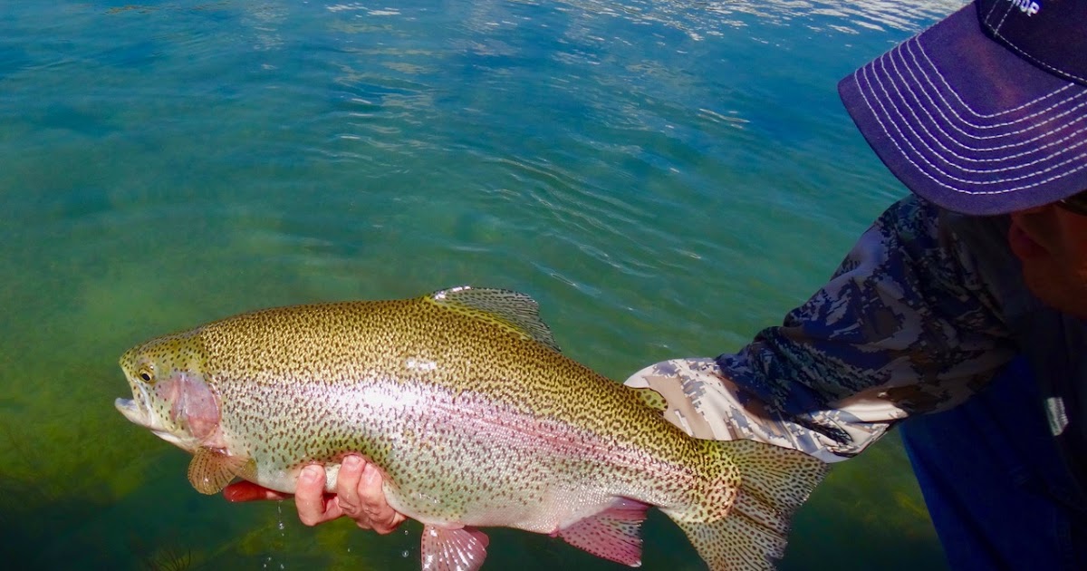 The Fly Syndicate: Trophy Trout - What Conditions Grow Big Fish?