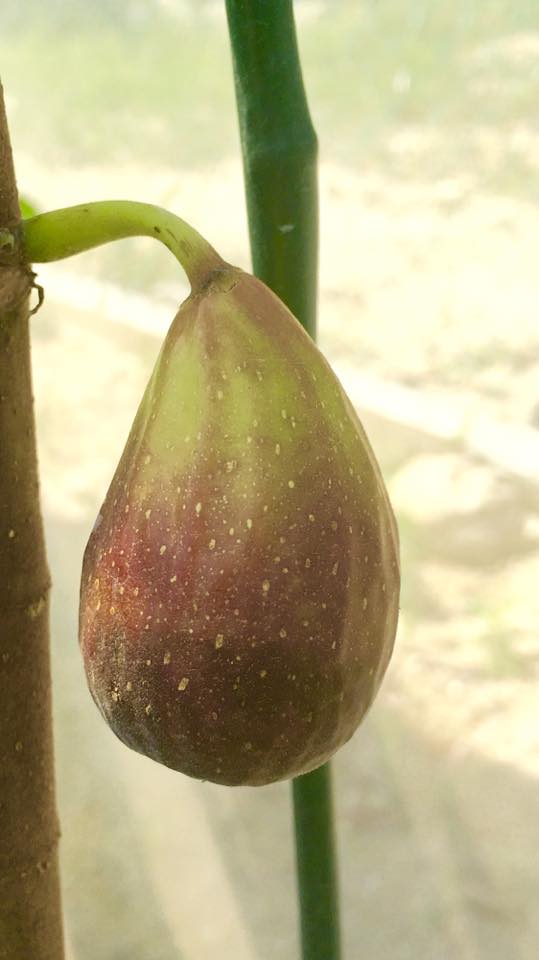 Figs Photo Collection Around the World: FICO SECCO Figs