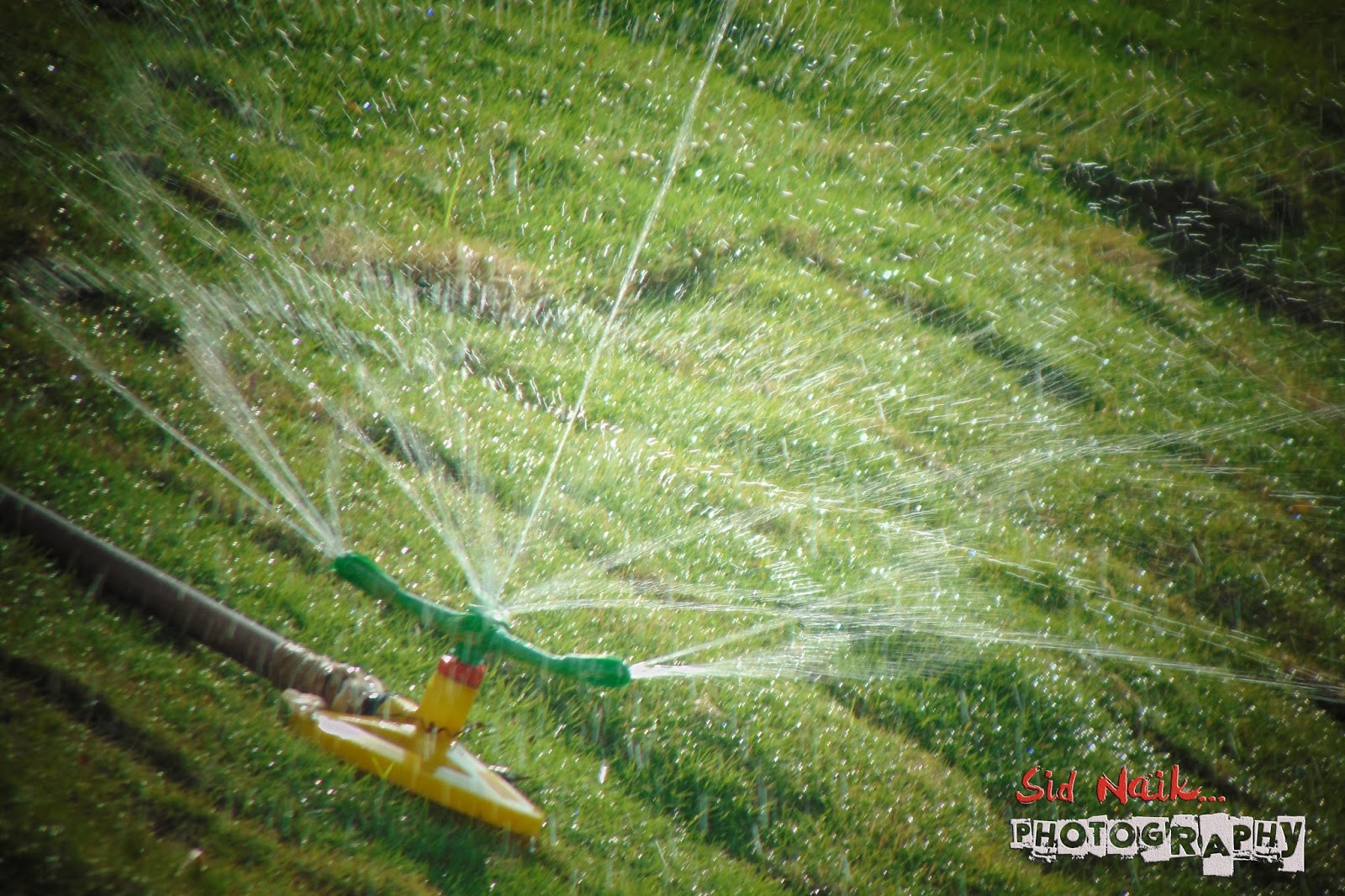 Curiouspoints: Sprinkling to life