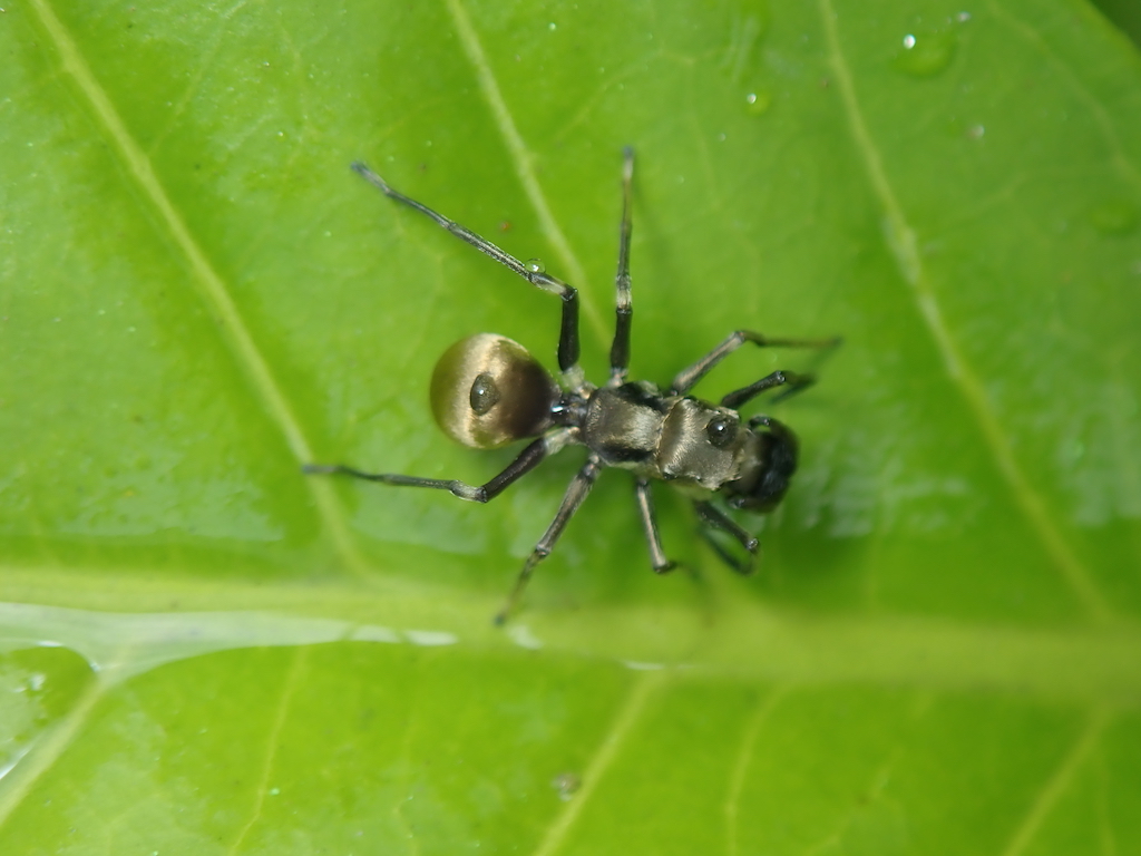 Arachnides page 1 - Les routes de tous les voyages