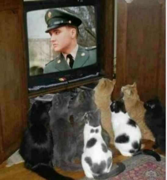 Jeannette's take on life: CATS WHO LOVE ELVIS PRESLEY. PICTURES IS ...