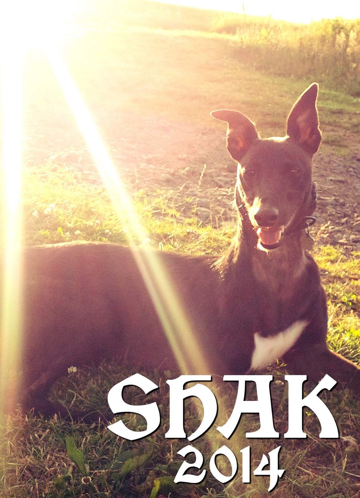 "It's A Dog's Life"..... SHAK (Safe Homes And Kindness): Official 2014 ...