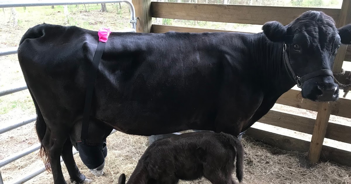 Moonlit Oaks Ranch Blog: Fiona and the Cow Bra