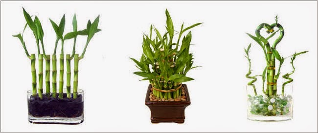 BONSAI BAMBU CHINA - DUNIA TANAMAN HIAS