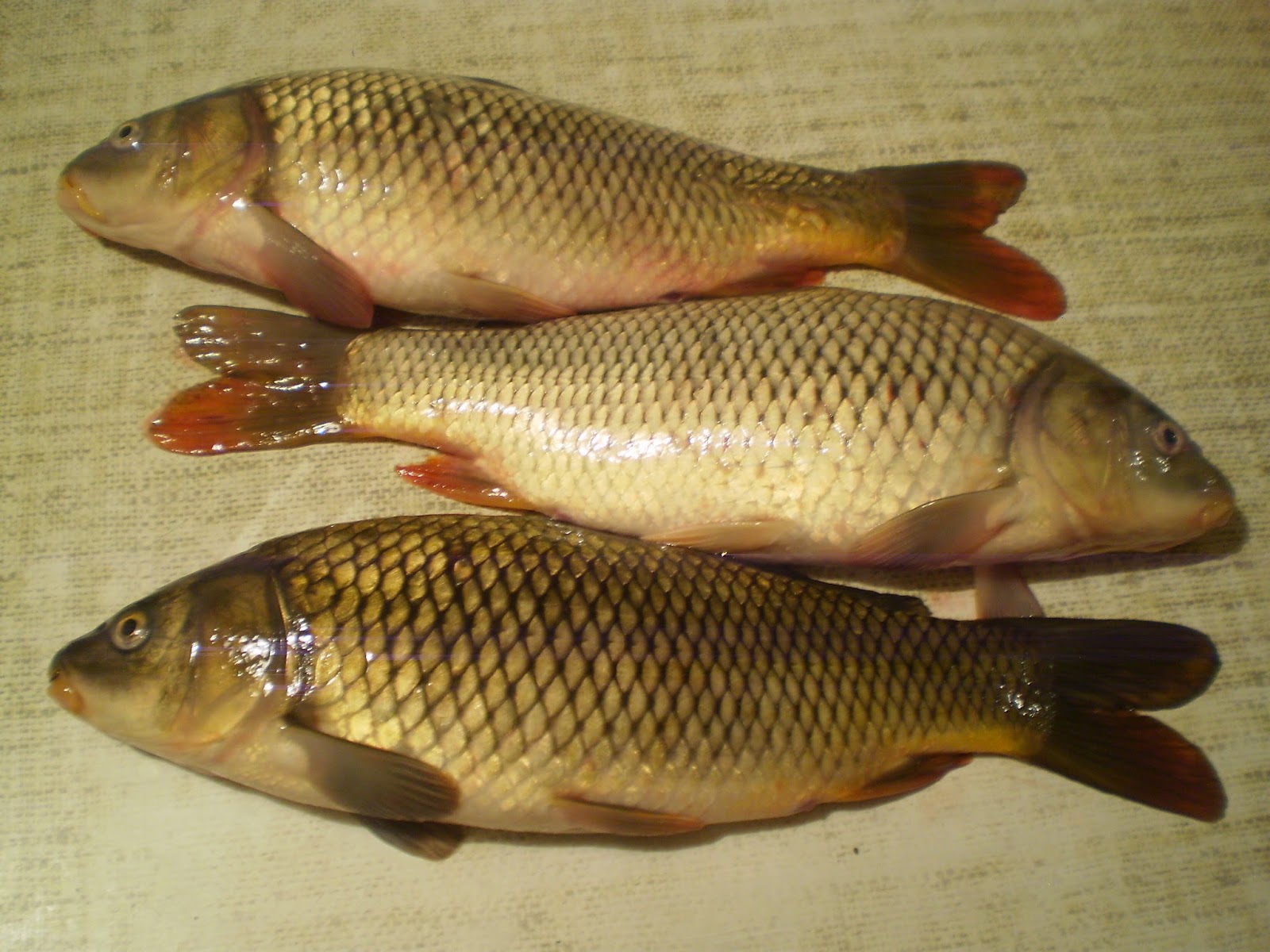 vinotava1: SVĒTKU KARPA MANDEĻU, ROZĪŅU UN PIPARKŪKU GARŠVIELU MĒRCĒ