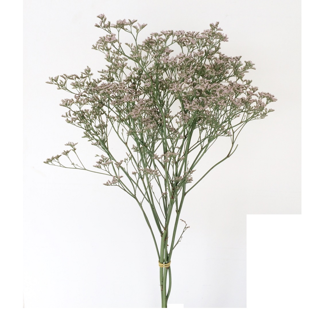 Studio Floral Dora Santoro: Flor Cáspia