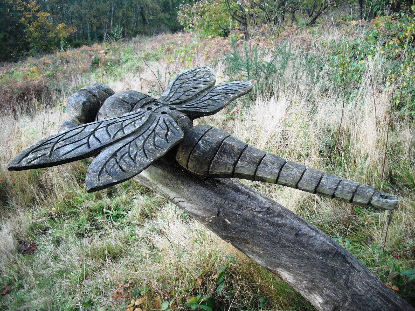 Love my life: Dog sits on a dragonfly