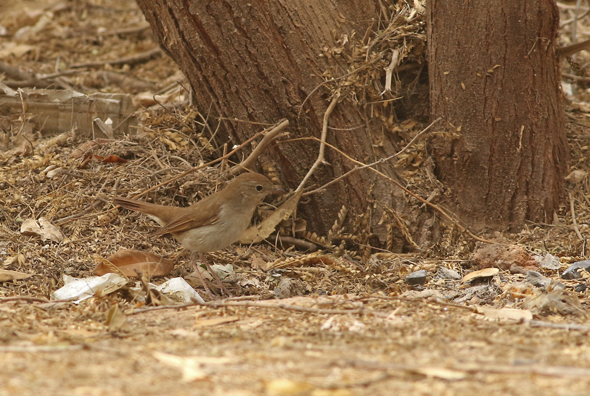 Cream Tea Birding: Western Sahara: Migration through the Desert!