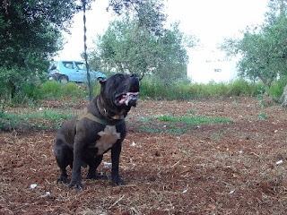 BANDOGFARM REGENCY MASTIFF FROM GREECE