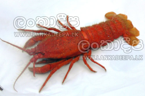 Gossip Lanka News | Hot Image: Orange Color Pokirissa | අමුතු පොකිරිස්සෙක්