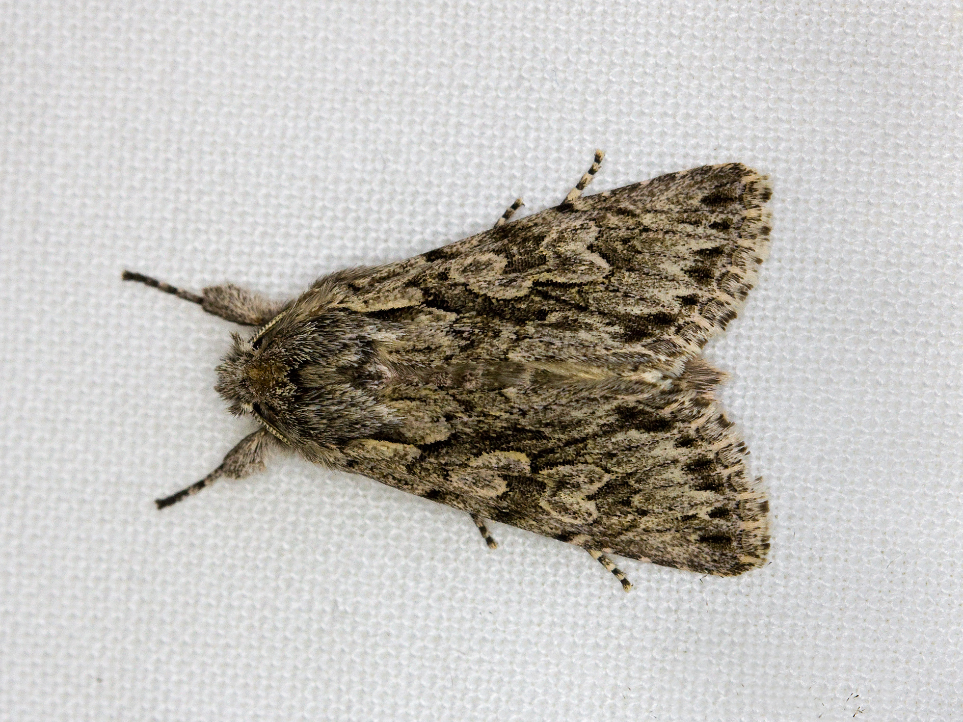 Martin's Sussex Birding Blog: First Moths of the Year