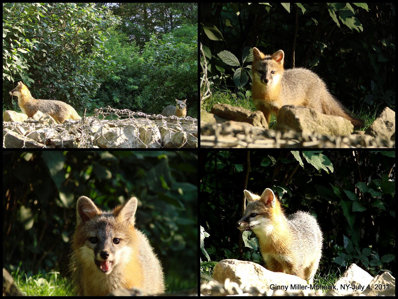 Photography By Ginny: July 3rd, 4th, 5th, 2011-Chipmunks Mating-Fox ...