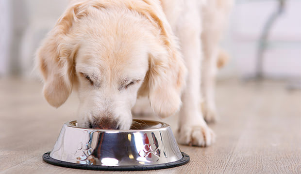 The Best Foods to Feed Your Dogs - Doglopedix
