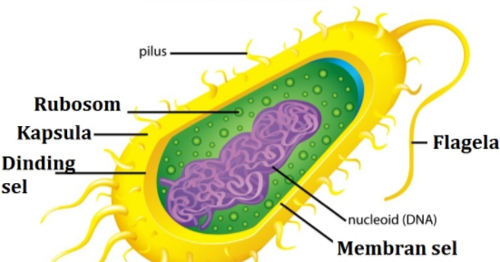Pengertian Bakteri Salmonella dan Ciri-Ciri Bakteri Salmonella - Nur ... Pengertian Bakteri Salmonella dan Ciri-Ciri Bakteri Salmonella - Nur ...