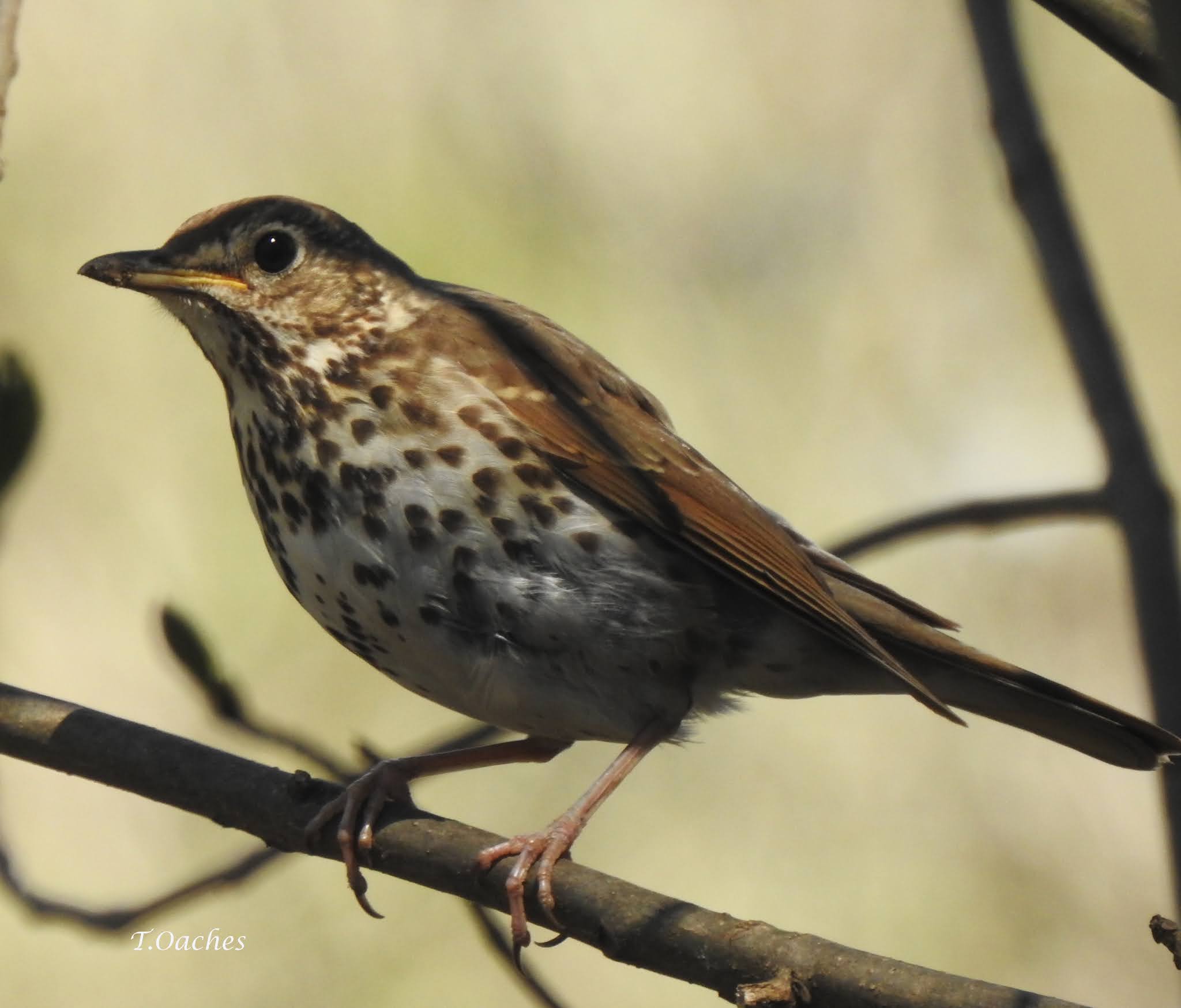 PASARI DIN ROMANIA: STURZ CANTATOR, Turdus philomelos