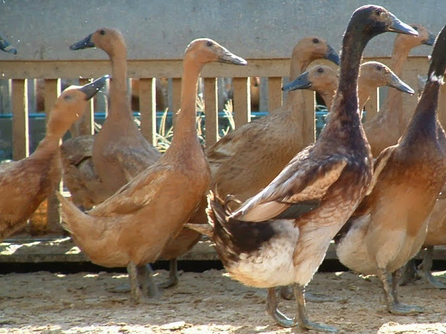 Jenis Jenis Itik/Bebek Petelur Unggulan Yang Baik Untuk Dibudidayakan ...