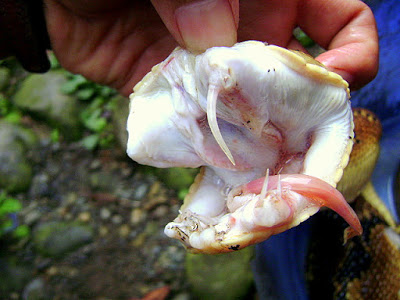 PLAAN : SHUSHUPE - Lachesis muta