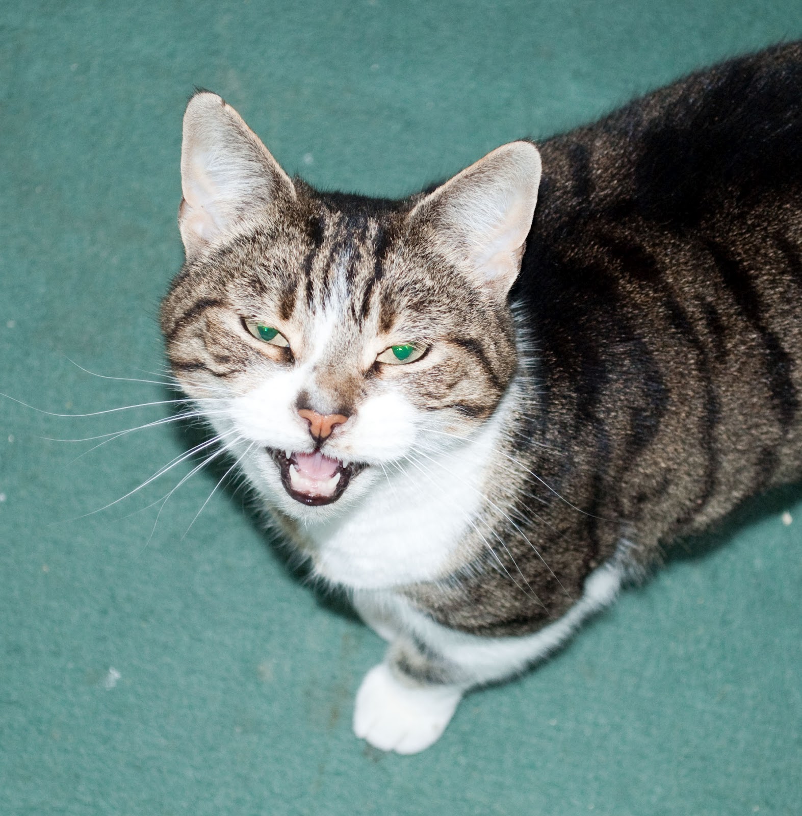 Lil's Catworld: Vampire Cat Face