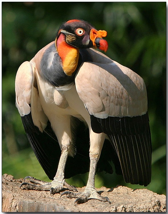 Rey de los Zopilotes (Sarcoramphus papa)