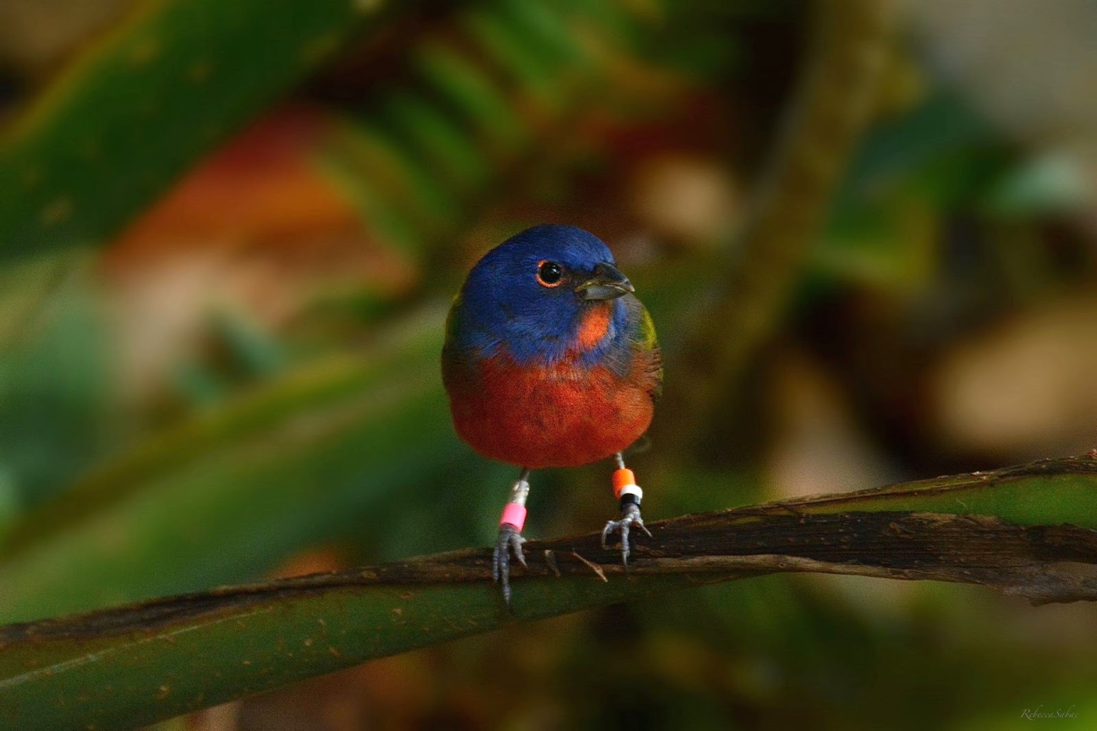 Bird Banding: Learning From Birds In-hand: November 27, 2016