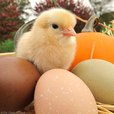 The Chicken Chick®: Autumn Chicks