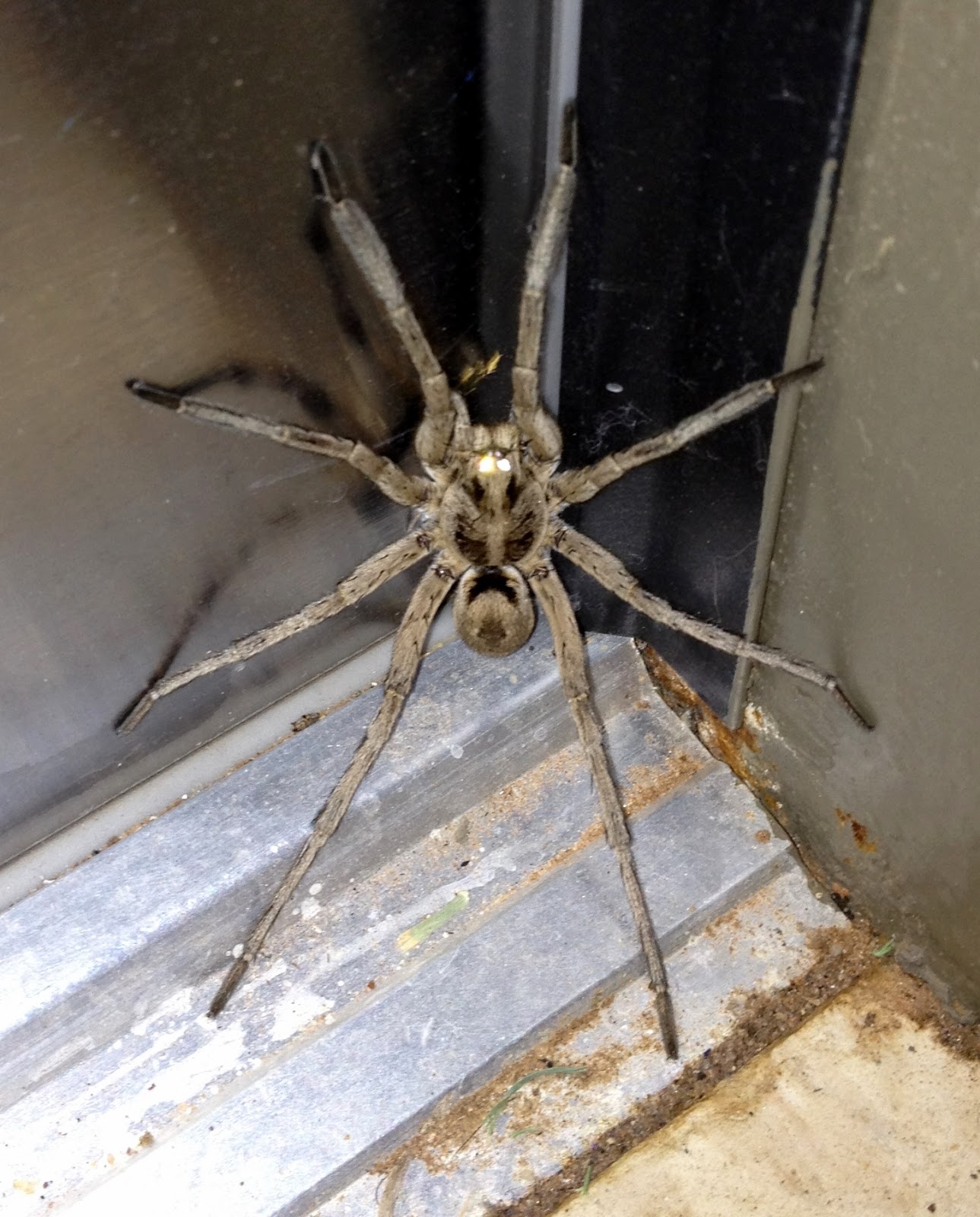 Trench Warefare Too: Spiders and Washing Machines