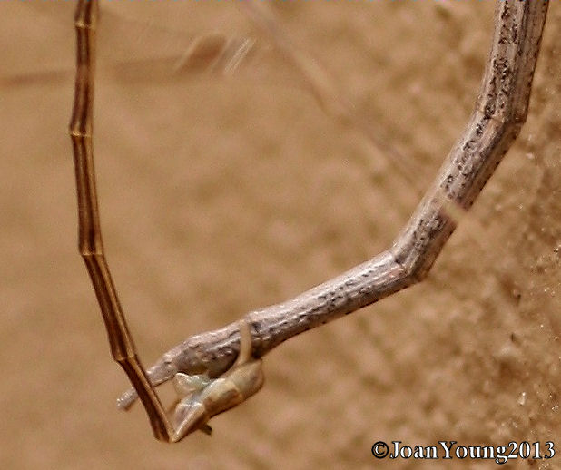 South African Photographs: Grass Stick Insect (Maransis trilineatus)