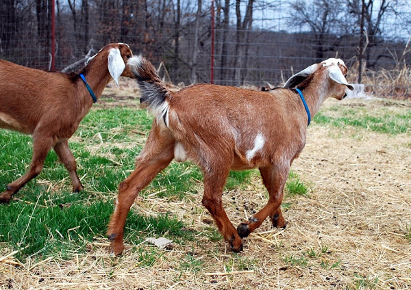 Oak Hill Homestead - Oak Hill Homestead