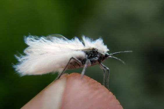 ARBICO Organics: What’s This Bug? The Wooly Aphid.