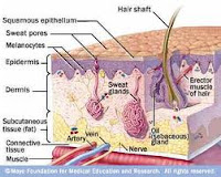 Dunia Muslim: kulit Sebagai Panca Indra