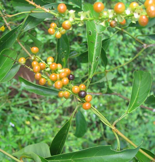 Riverine Parks: Citharexylum spinosum