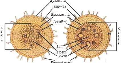 Struktur Akar Pada Tumbuhan - Biologi Edukasi: Belajar Sains Biologi