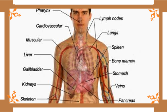 18 Human Body Parts And Their Functions Internal Body Organs Human 18 Human Body Parts And Their Functions Internal Body Organs Human