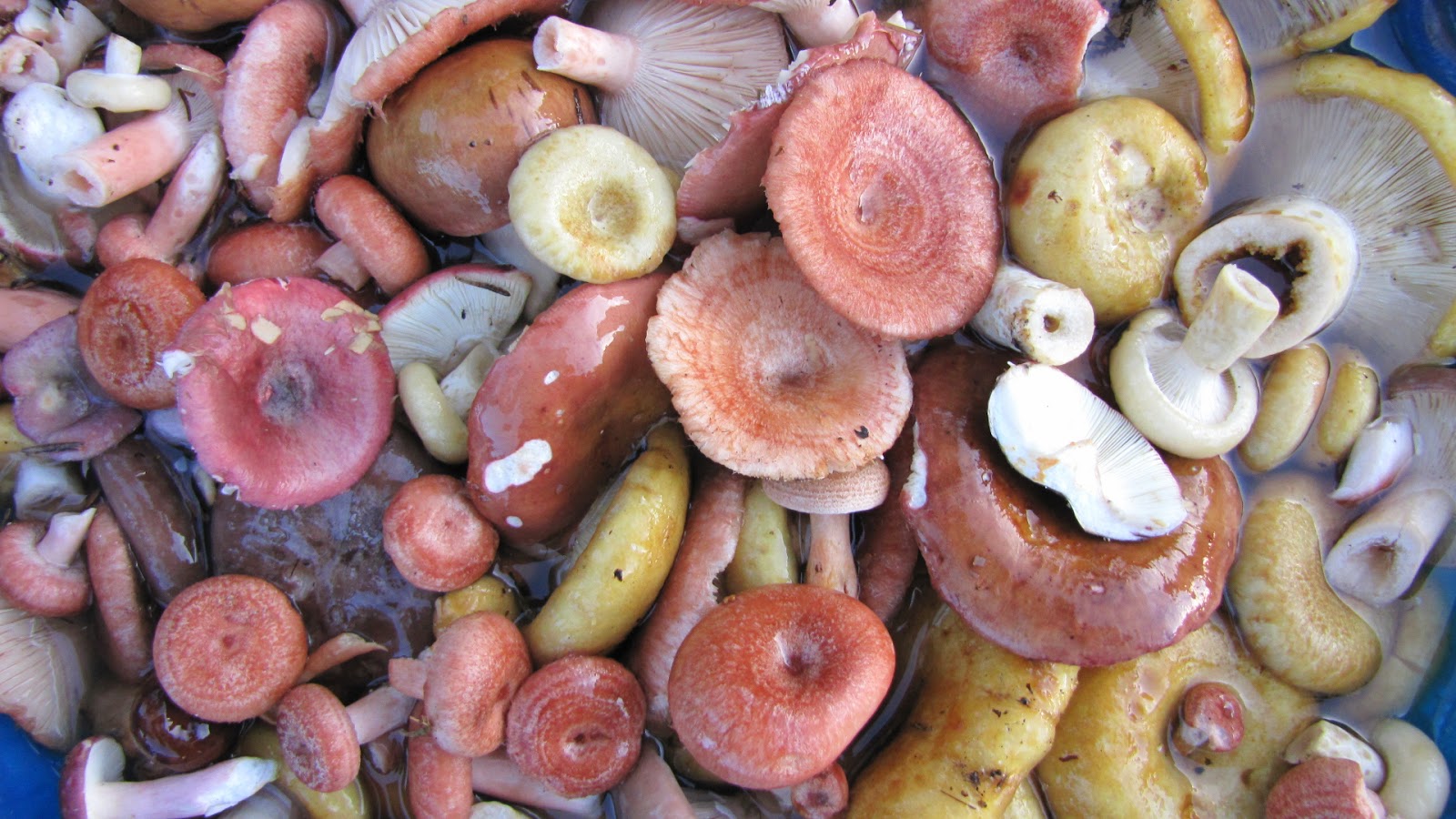 Marineeritud riisikad