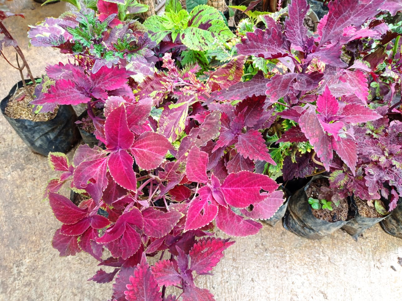 JUAL MURAH 10 JENIS TANAMAN MIANA ~ SINOX NURSERY