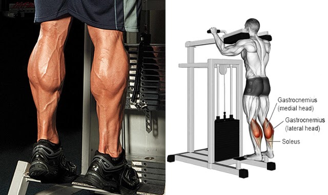 4 Exercises to Strengthen your Calf Muscles