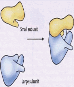 Ribosom: Pengertian, Gambar, Struktur dan Fungsi - BACA CODING