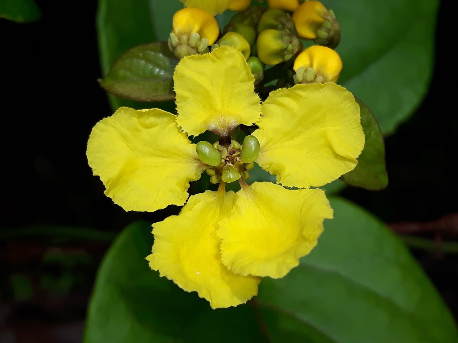 Flora campus I: Malpighiaceae - Stigmaphyllon rotundifolium