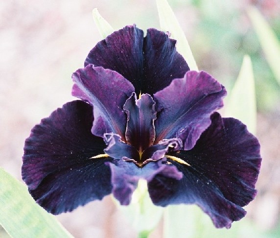 World of Irises: August 2019