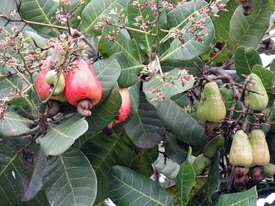 Budidaya Jambu Mete bag.2 - BUDIDAYAKU