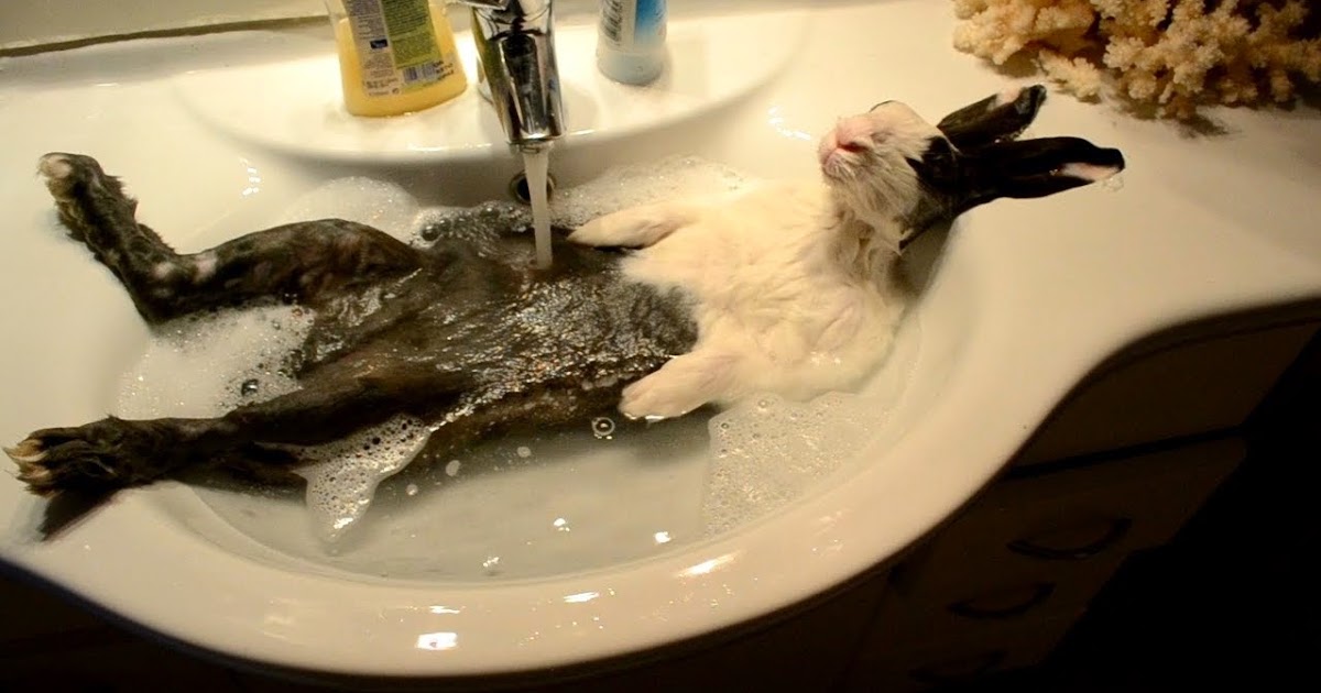White Wolf : Bunny Gets a Bath in a Sink (Video)