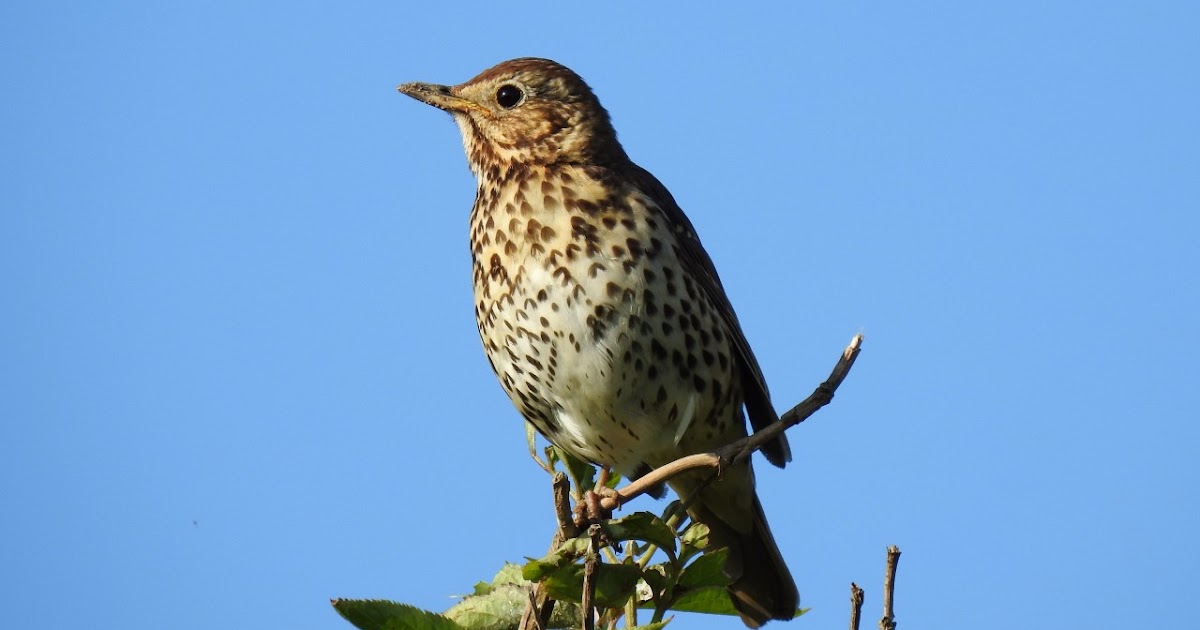 NI Bird Pics: Song Thrush & Linnet - Alastair McLean.