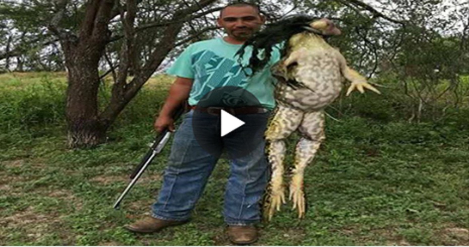 A Texas man caught a monster bullfrog "Frogzilla" - N.D.T