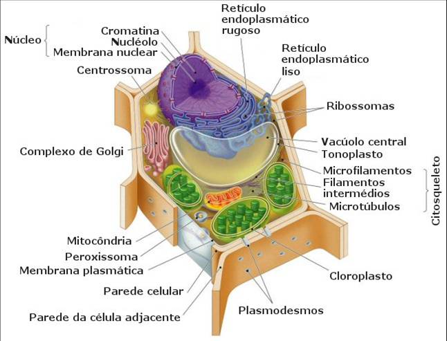 Mètodes Científics: OBSERVACIÓ DE LES CÈL·LULES VEGETALS