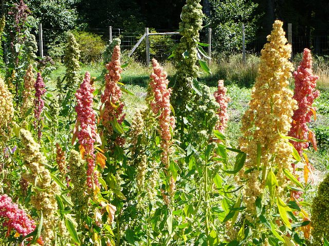 Salt Spring Seeds Garden Tour