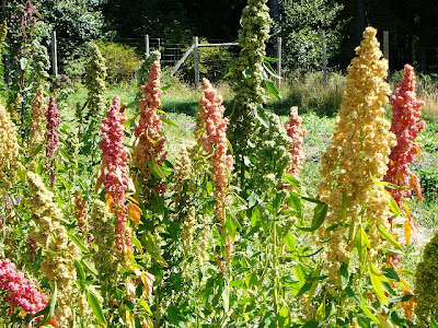 high altitude garden seeds