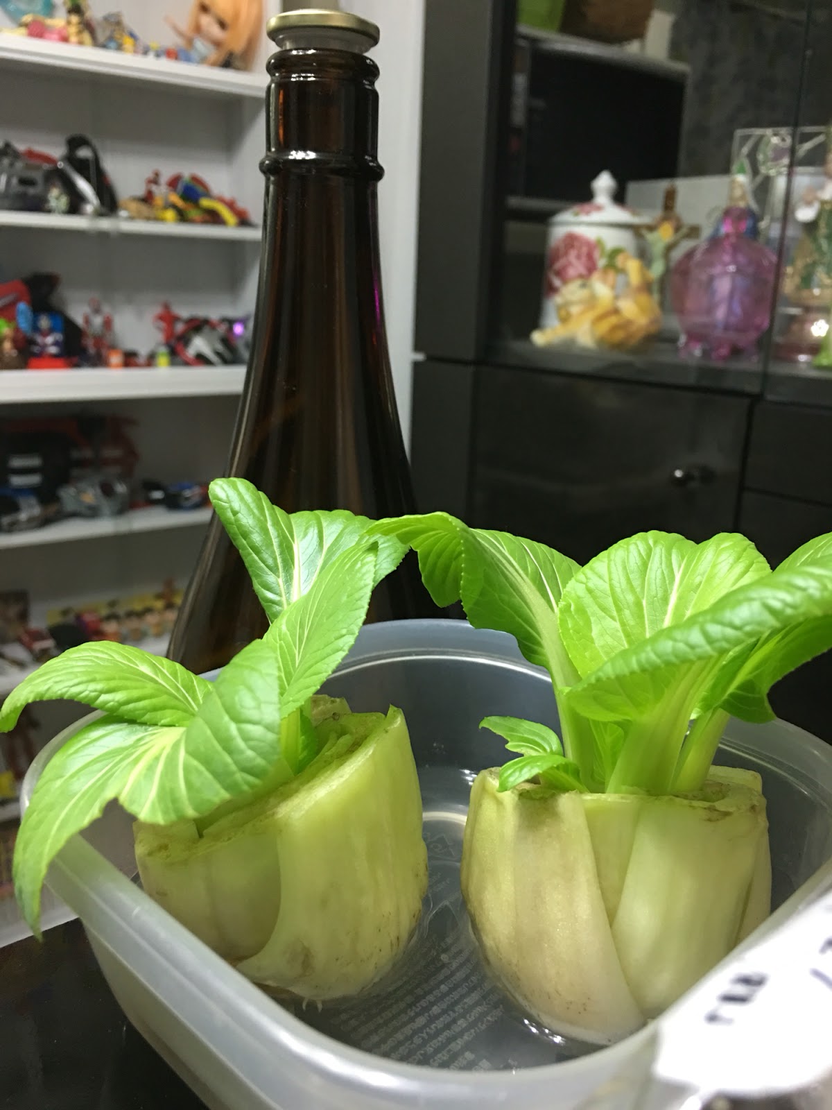 petchay - philippin news collections